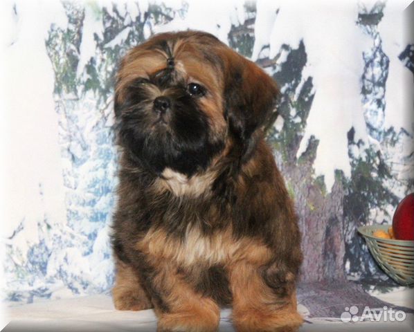 Яркая девочка ши-тцу