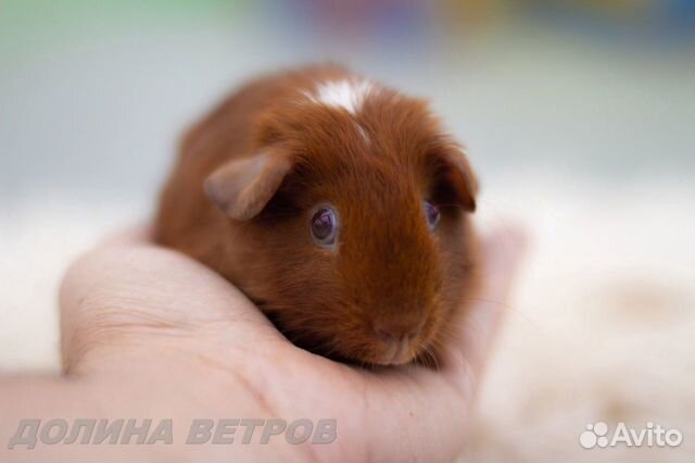 Гладкошерстная морская свинка мальчик