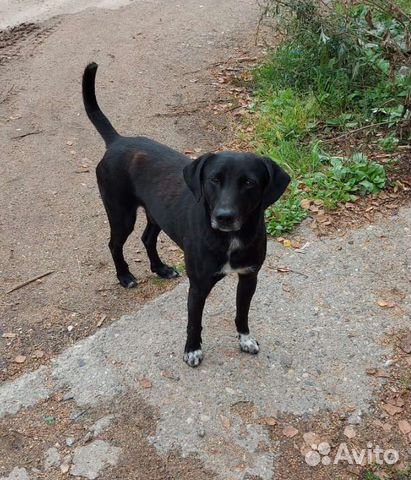 Кобель мини лабрадорчик