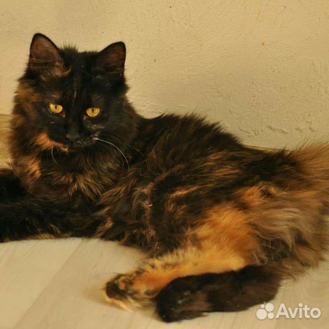 Курильский бобтейл