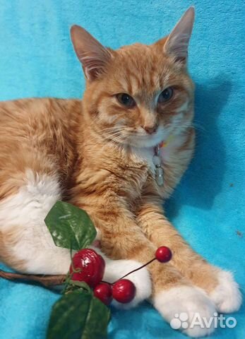 Рыжий тигренок ждет маму