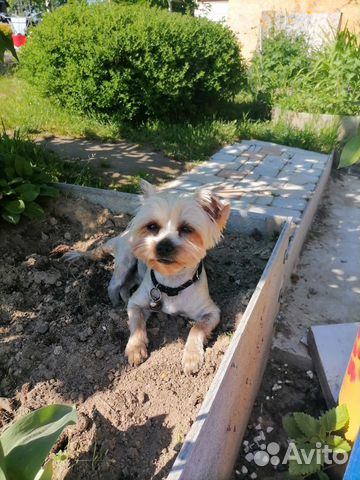 Йоркширский терьер вязка