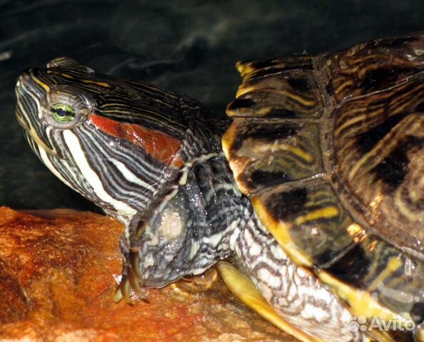 Красноухая черепаха