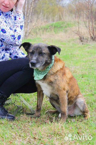 Спасите Бруно