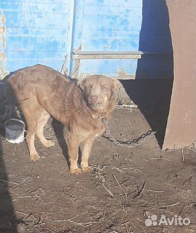 Австралийская пастушка