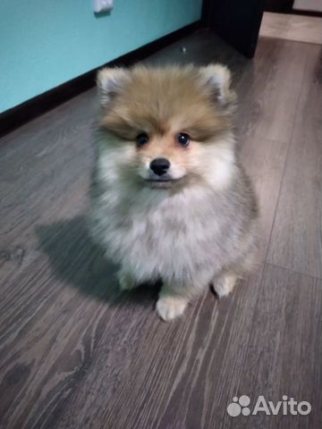 Померанский шпиц