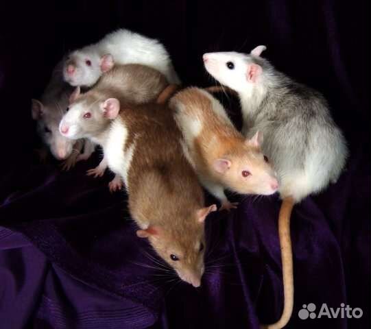 Крысята разной окраски, хомяки джунгарские