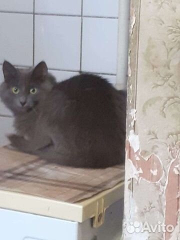 Русская голубая кошка (не уверена)