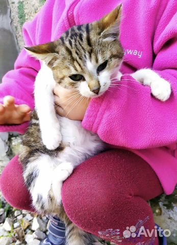 Котенок трехцветный мальчик в добрые руки