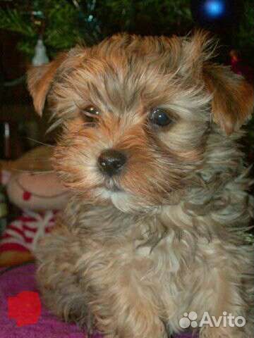 Мальтипушка