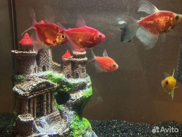 Рыба плюс аквариум в сборе