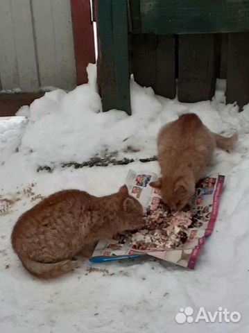 Котята рыжики на улице