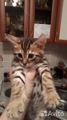 Бенгальская