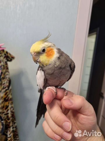 Попугай корелла с клеткой