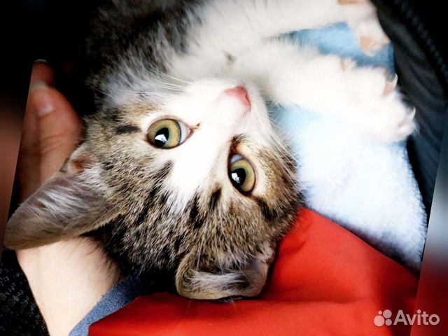 Котята, котёнок малыш в добрые руки