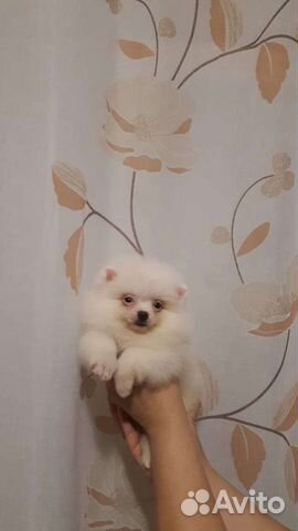 Белый померанский шпиц