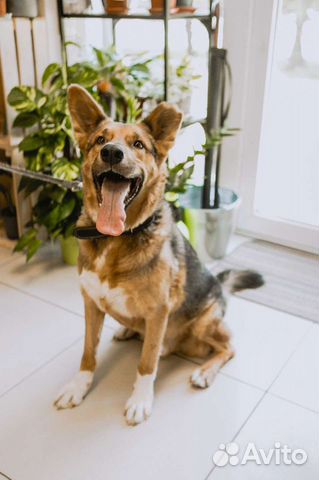 Мультяшный Тимоша