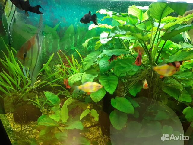 Растения аквариумные