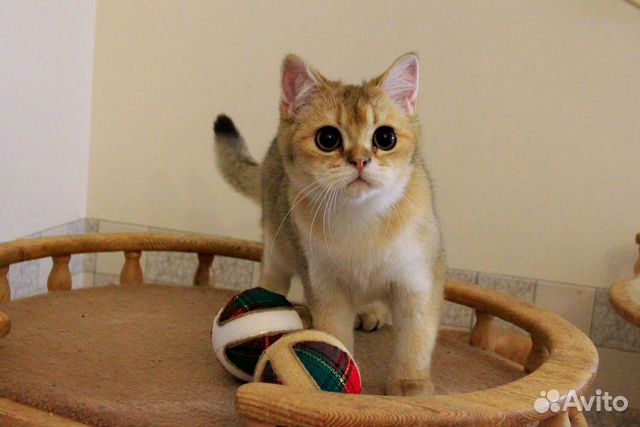 Сашка - золотой котик