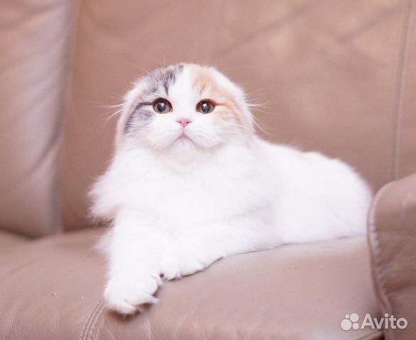 Шотландская вислоухая девочка