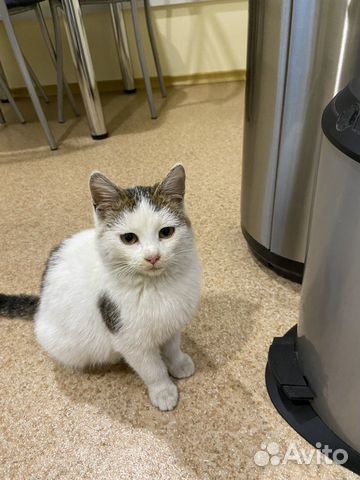 Котик в добрые руки