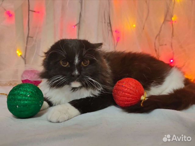 Оригинальный кот Барон, 2 года