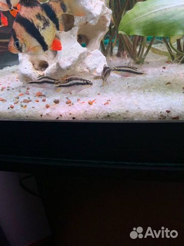 Аквариумные рыбки