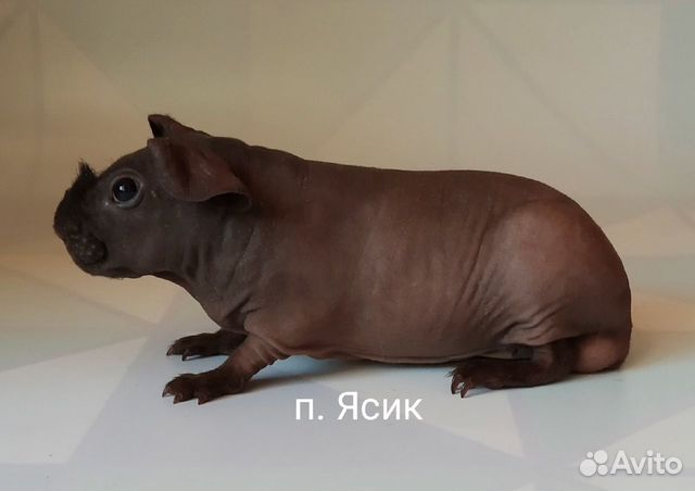 Морская свинка скинни