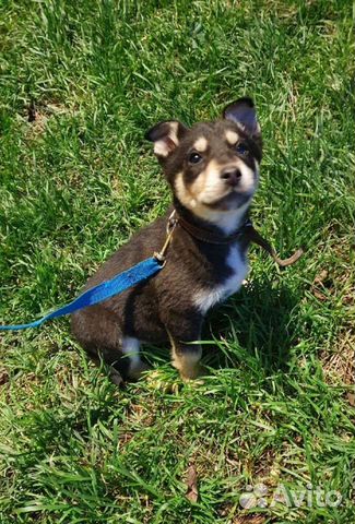 Метис хаски щенки в дар