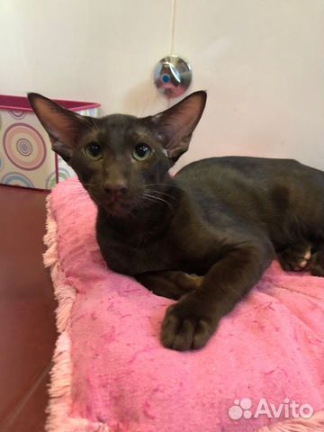 Ориентальный шоколадик