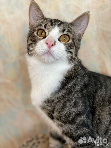 Невозможный ласкун и красавчик Лари 5 мес ищет дом