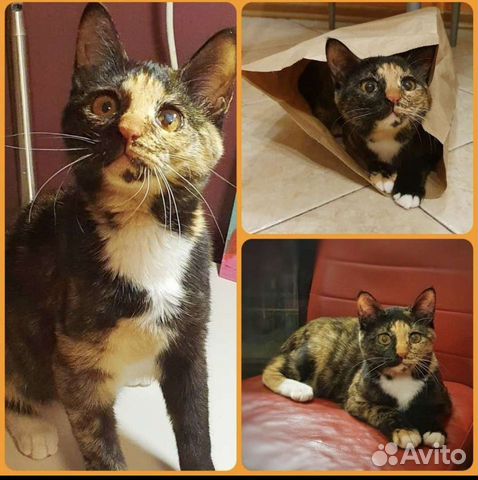 Спасенному котёнку нужен дом