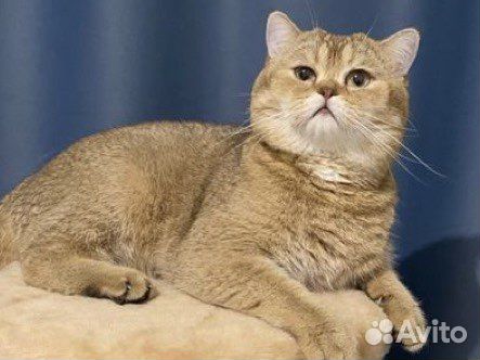 Котик приглашает на рандеву бесплатно