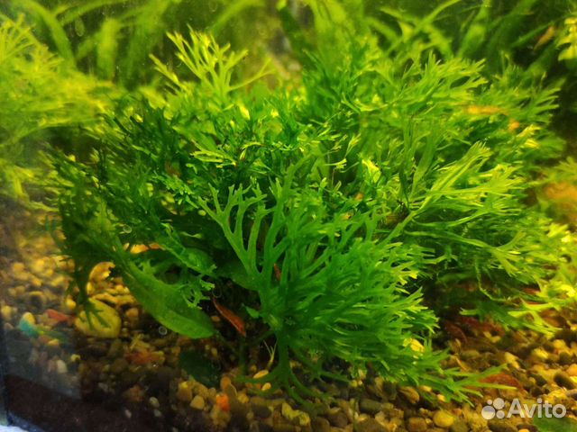 Папоротник, мох, криптокорина