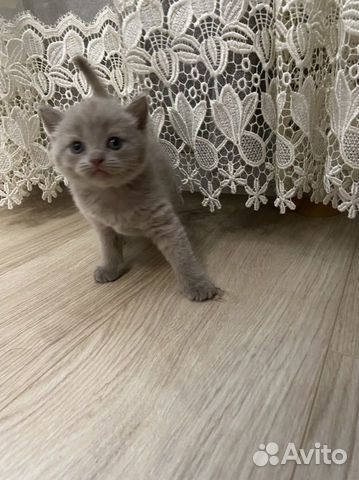 Британский котенок