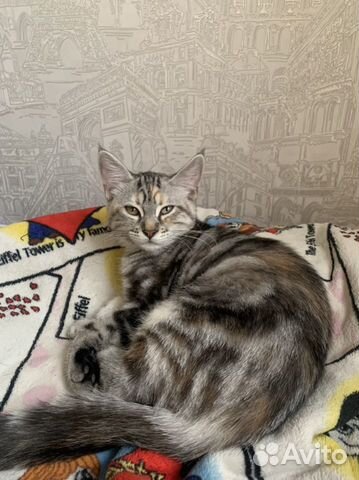 Котята майнкун