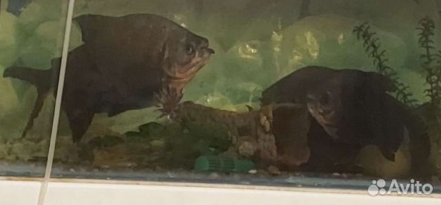 Аквариумные рыбки