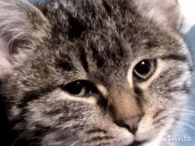 Котик подросток в надежные руки