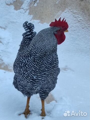 Куры петухи