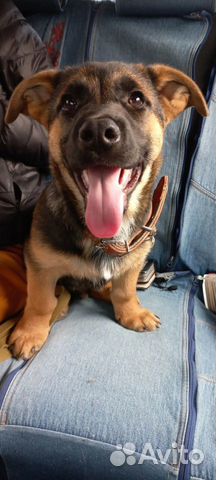 Щенок Мишка ищет дом