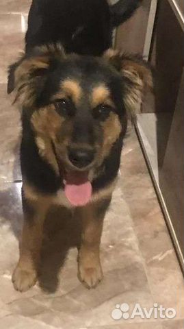 Собачка в добрые ручки