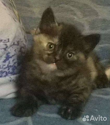 Шатланские котята