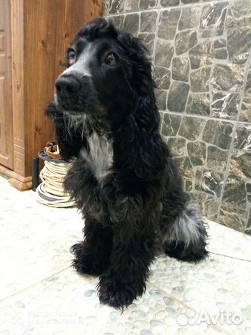 Кокер спаниель