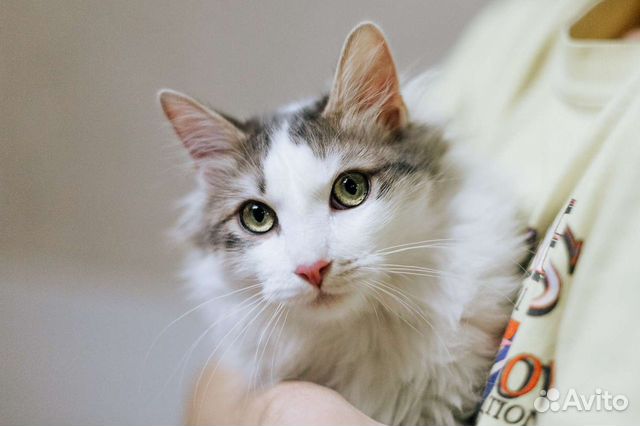Кот в добрые руки