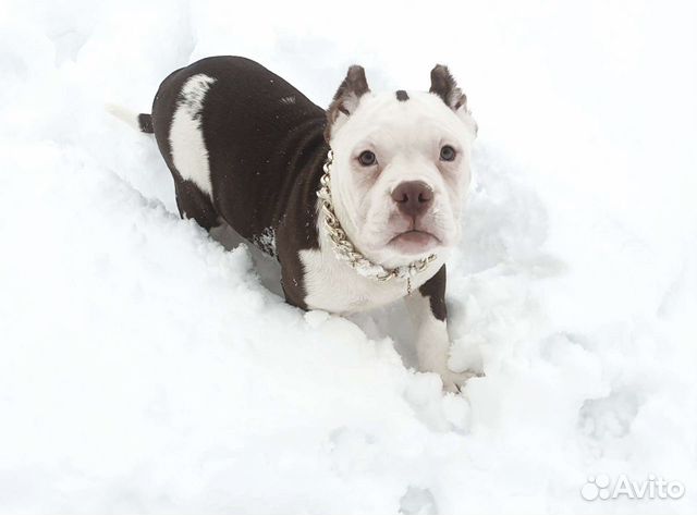 Американ булли