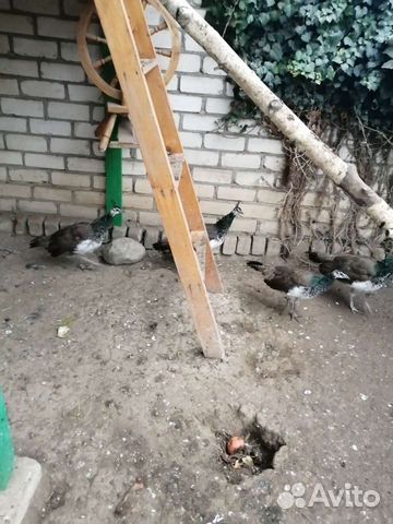 Голуби павлины
