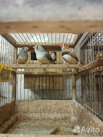 Австралийская зебровая амадина