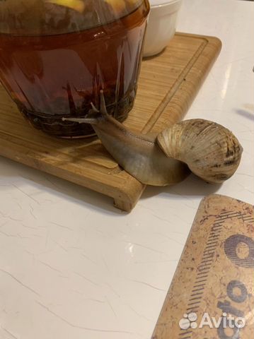 Улитка ахатинская с террариумом и кормом