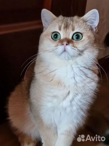 Зеленоглазая золотая кошка