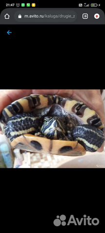 Красноухая черепаха